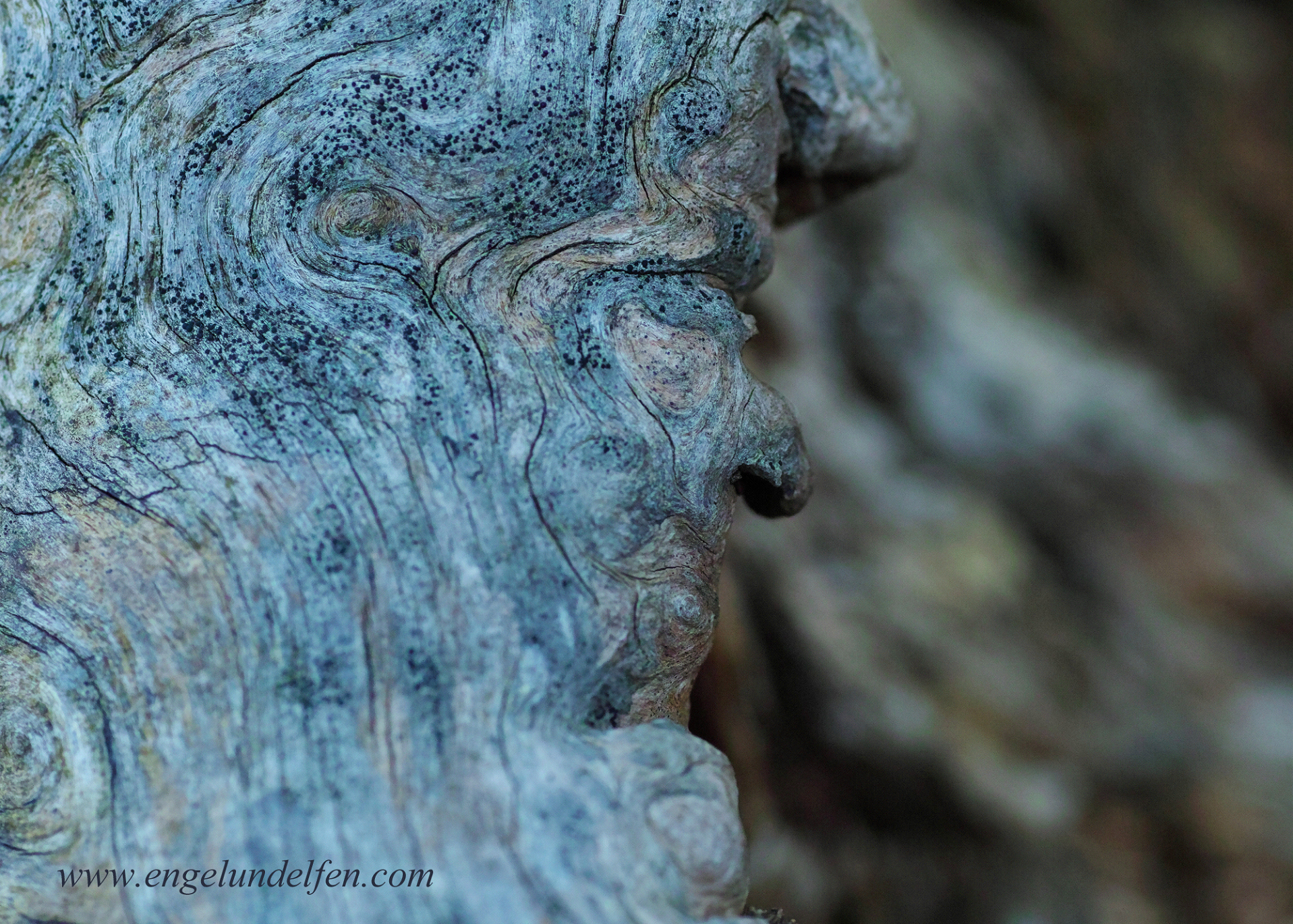 Baumgeister, Dryaden, Baumelben